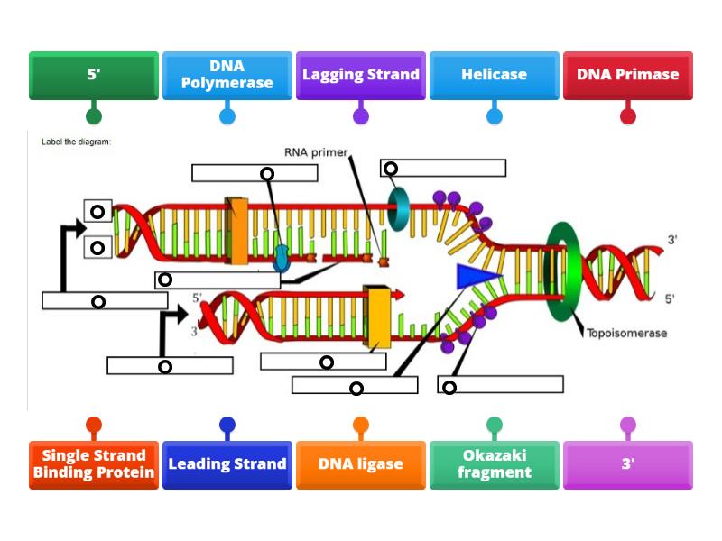 DNA Replication - Labelled diagram