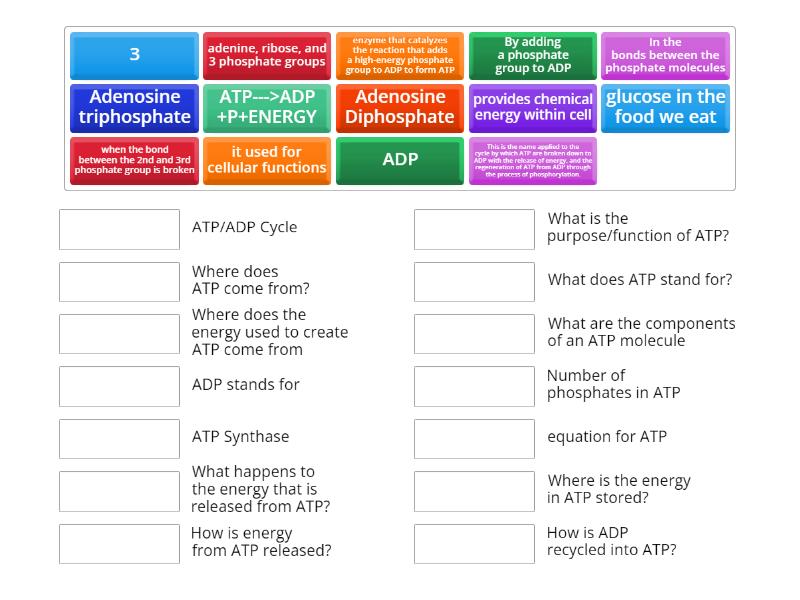 ATP Structure and Cycle - Une las parejas