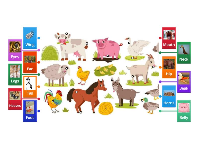 Farm animals - Body parts - Diagrama con etiquetas