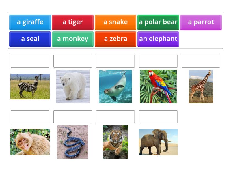 FF1 U11 Zoo animals - Match up