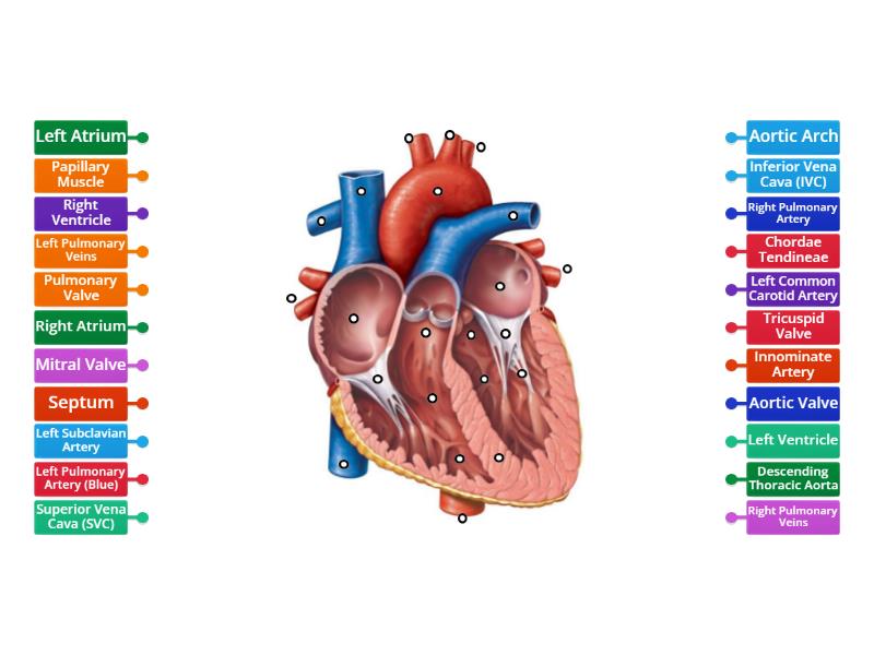 Heart Labeling - Labelled diagram