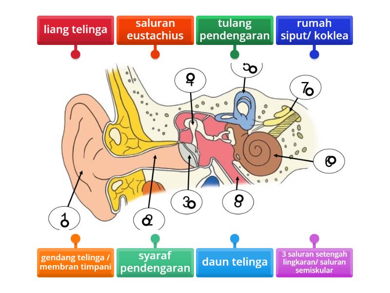 bagian bagian telinga - Labelled diagram