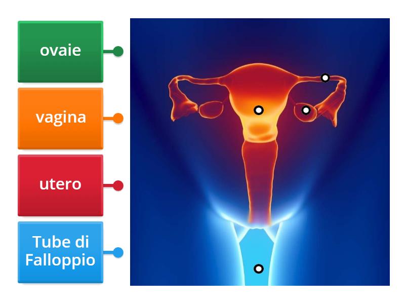 Vagina - Labelled diagram