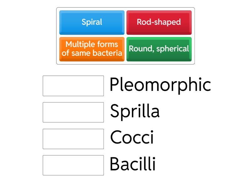 Shapes of Bacteria - Match up