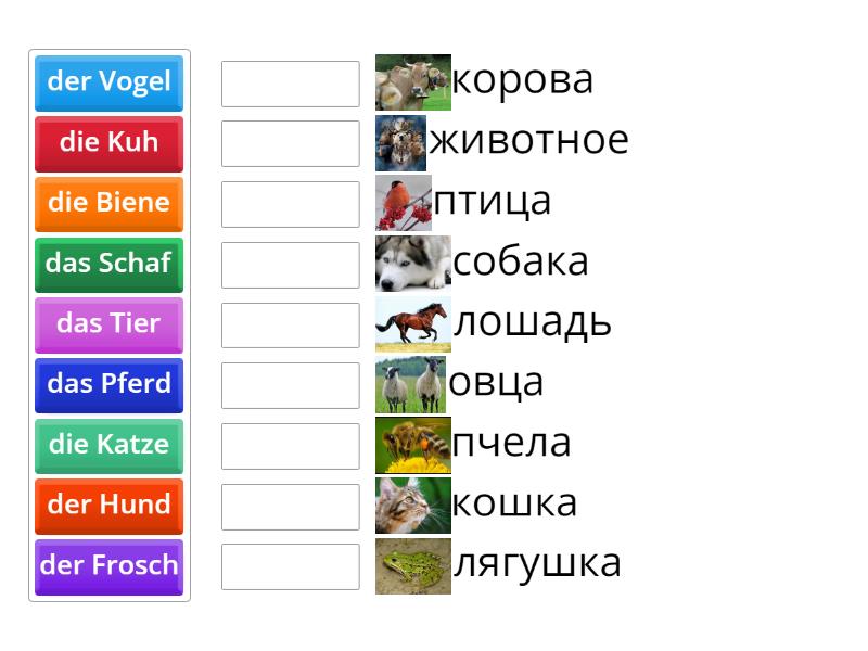 Lektion 03 Tiere - Match up