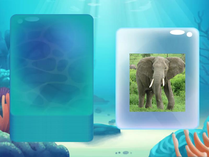 English File pre-intermediate - Unit 9A - Animals - Случайные карты