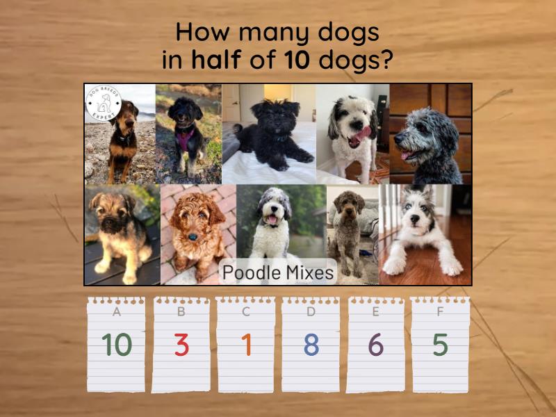 Math: How many in half? - Quiz