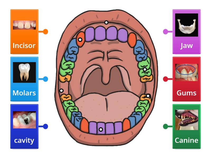 types of teeth - Labelled diagram