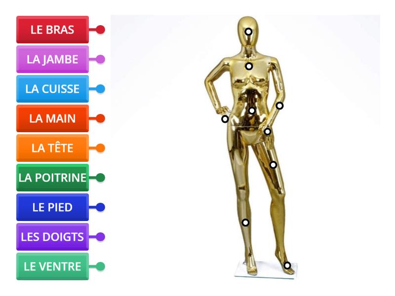 LE CORPS HUMAIN (BASIQUE) - Labelled diagram