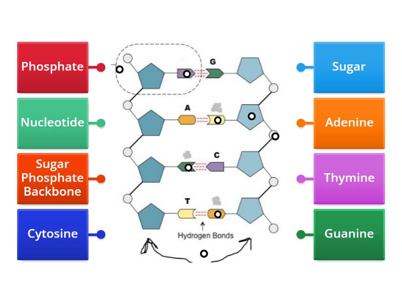 DNA- Nucleotide Diagram - Labelled diagram