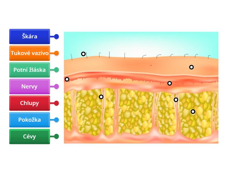 Hmat-kůže - Labelled diagram