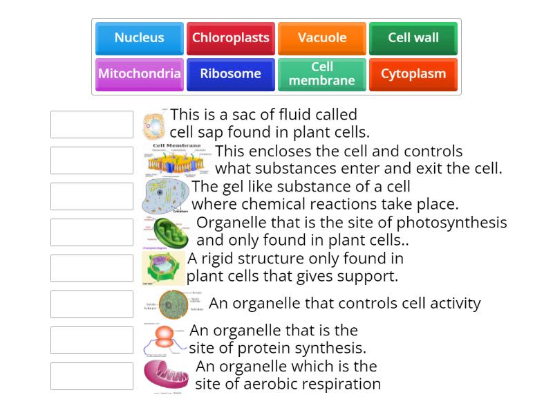 Cell Structures - Match up