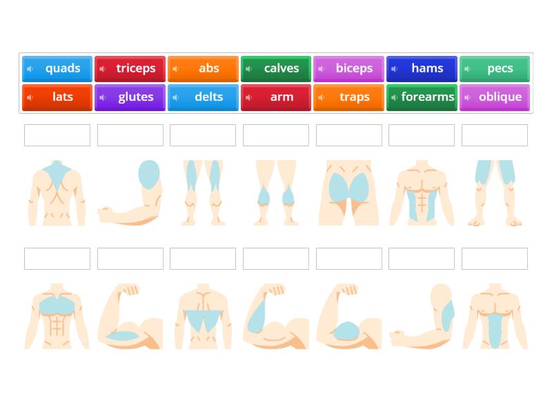 Body Muscles | Gym Vocabulary | @Leng.UA.s - Match up