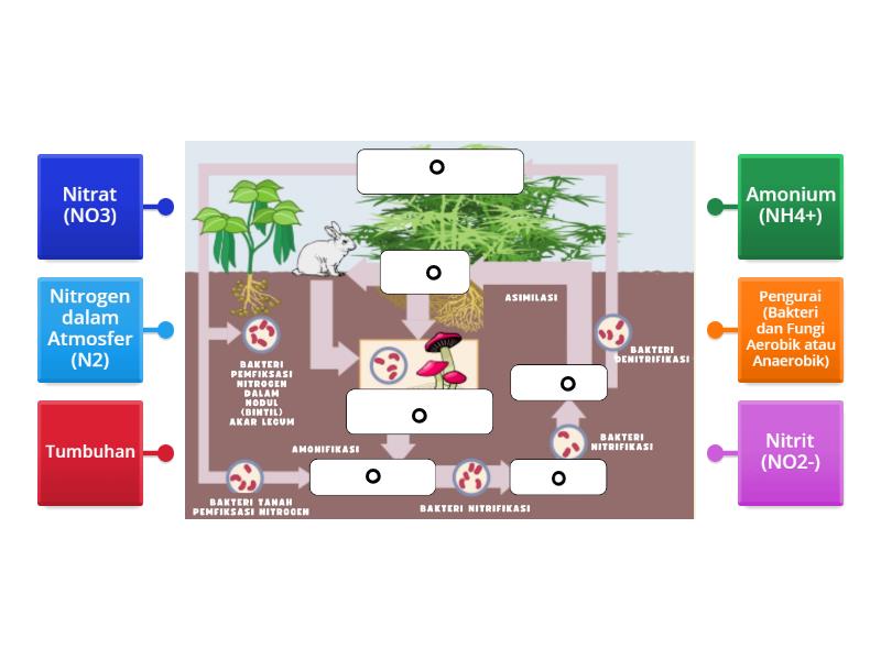 SIKLUS NITROGEN - Labelled diagram