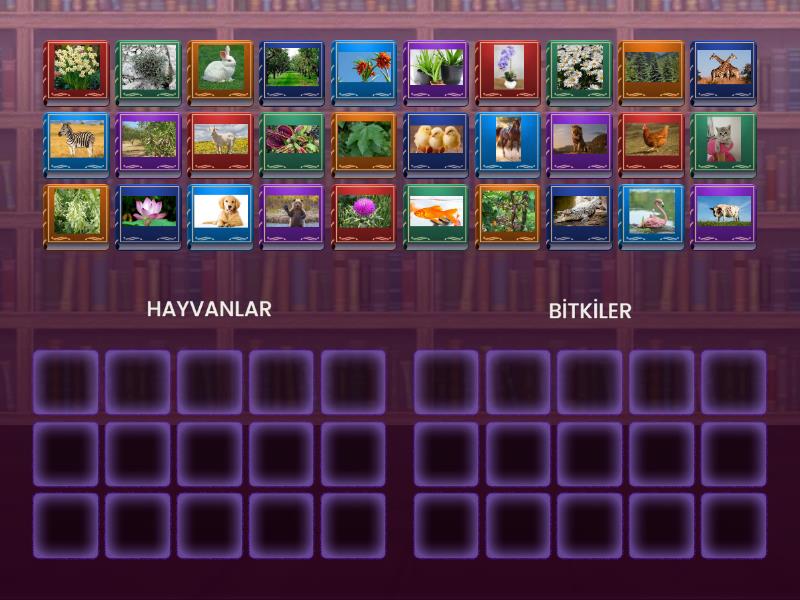 BİTKİ Mİ YOKSA HAYVAN MI - Group sort