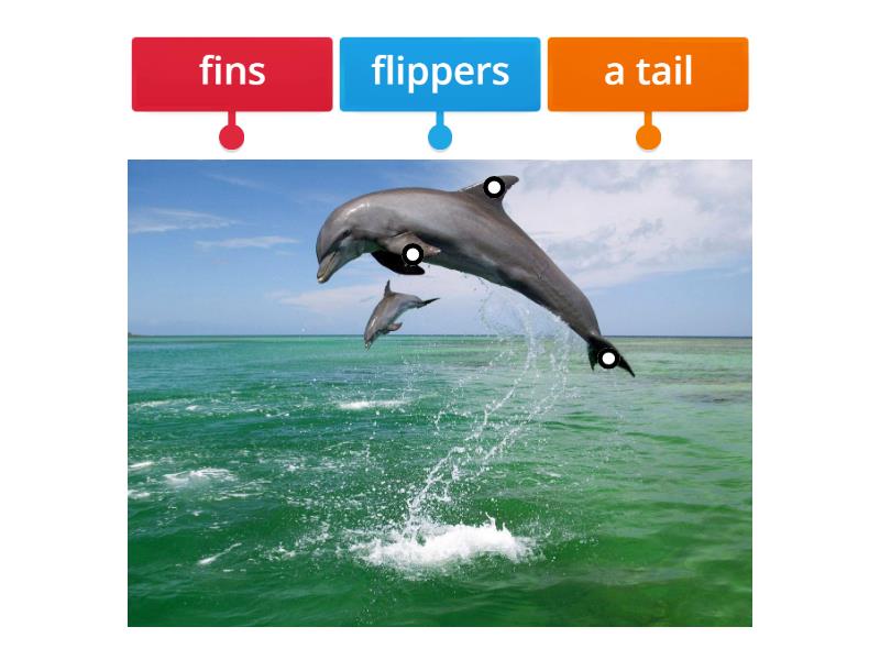 animal body part (dolphin) - Labelled diagram