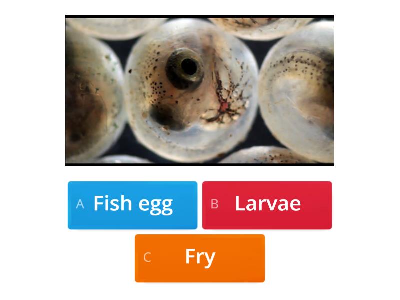 Identify the Picture - Quiz