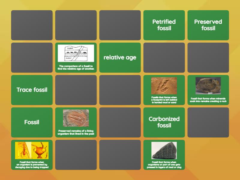 Fossils - Matching pairs