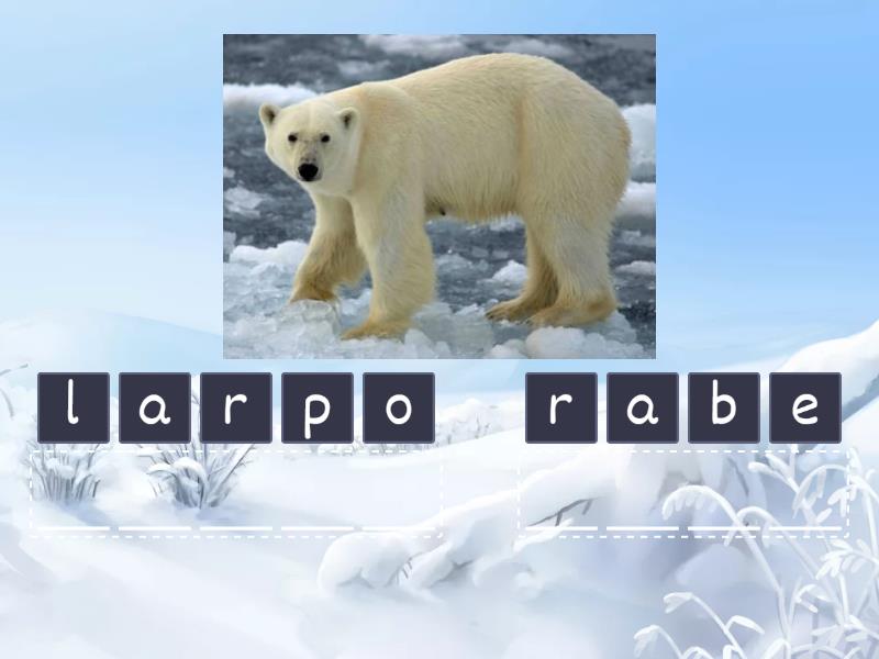 Arctic animals - Polar bears - Anagram