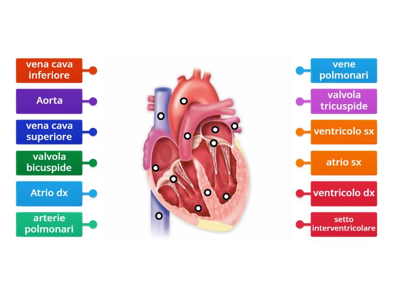 cuore - Labelled diagram
