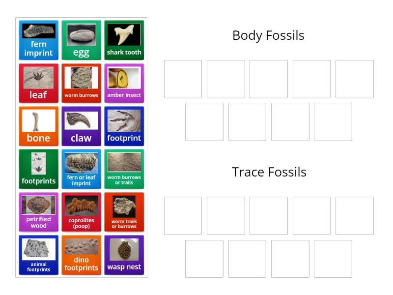 Trace or Body Fossils? - Group sort