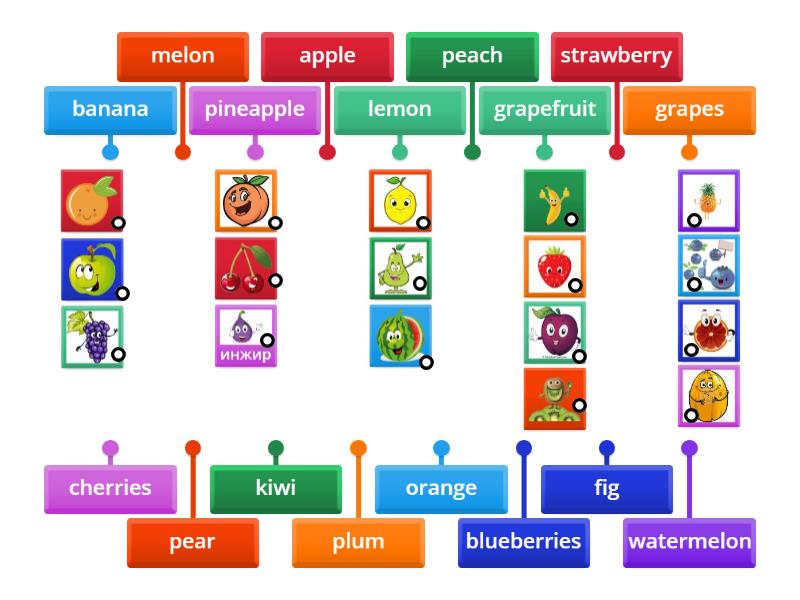 Fruit - Labelled diagram