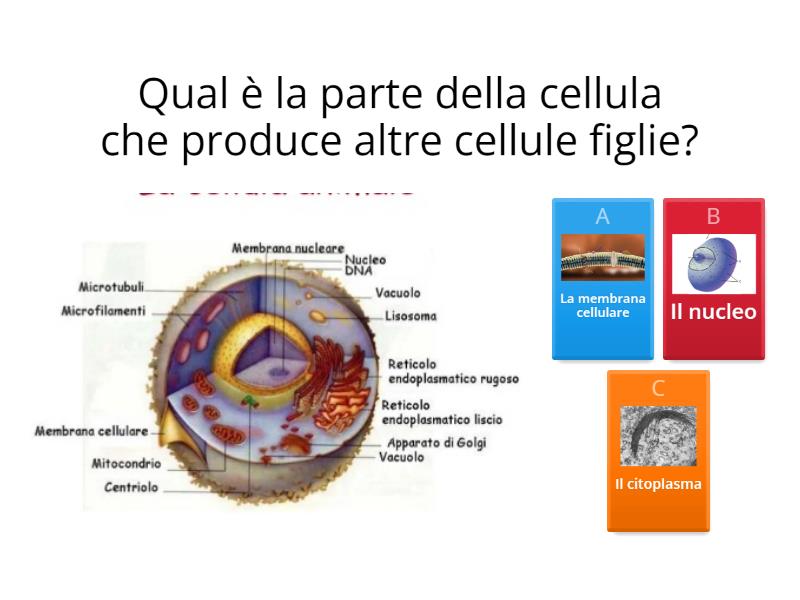 Le cellule - Quiz
