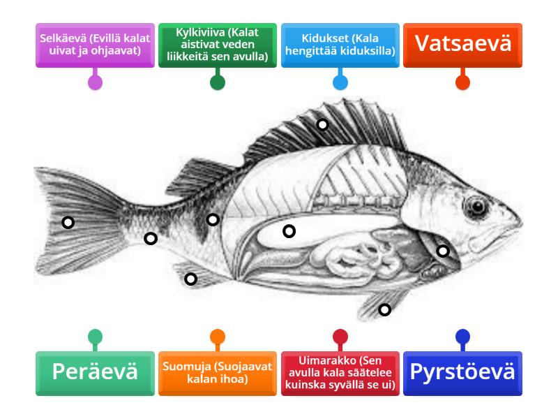 Kalan rakenne - Labelled diagram