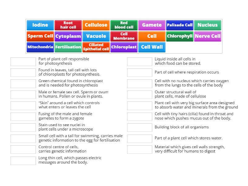 KS4 Cells - Match up