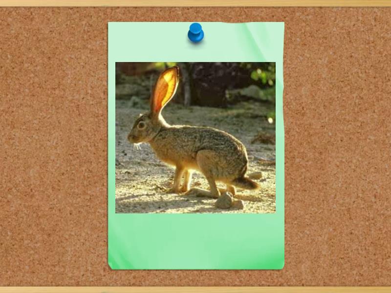 Animales de bosque - Flash cards
