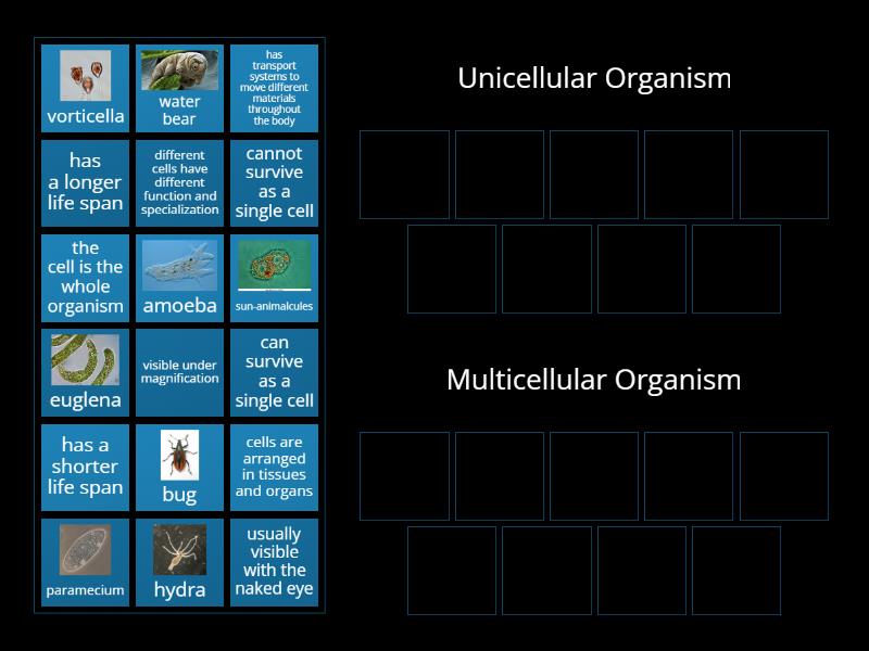 Unicellular vs. Multicellular Organisms - Group sort