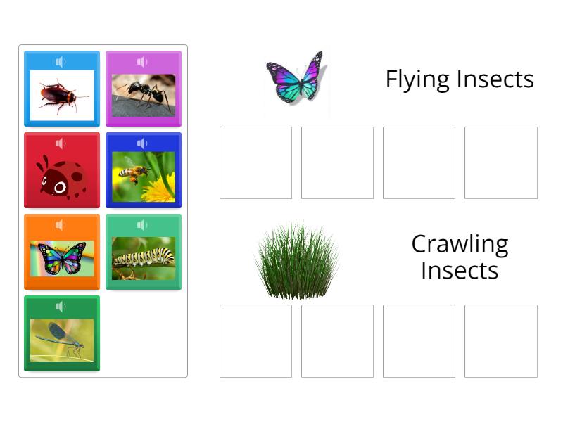 Flying and crawling insecst sorting - Group sort