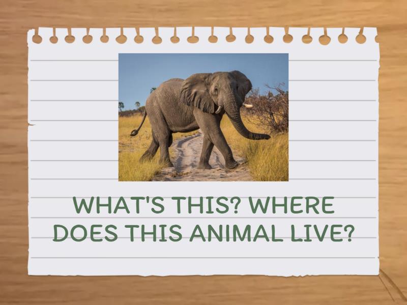 ANIMALS WHERE THEY LIVE? - Tarjetas flash