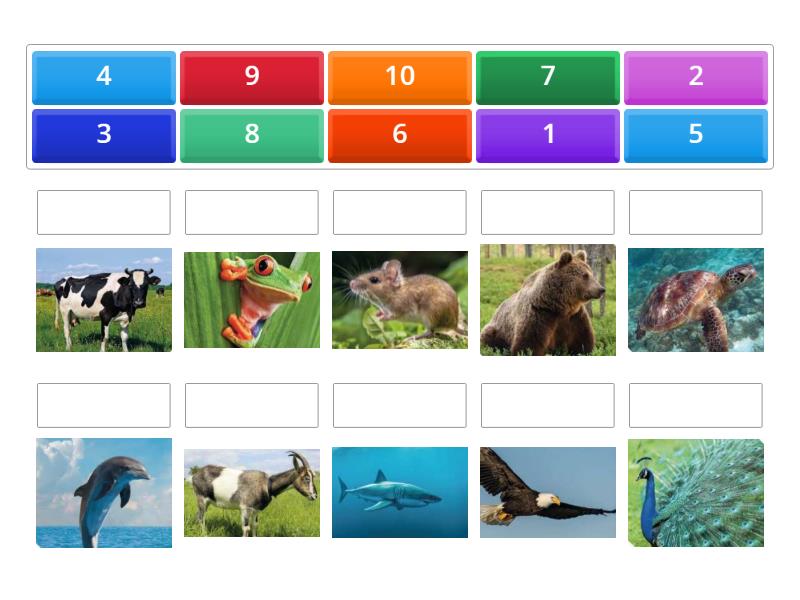 (SB p. 11, ex. 4) Number the animals - Match up