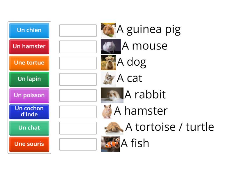 Les animaux de compagnie - Match up