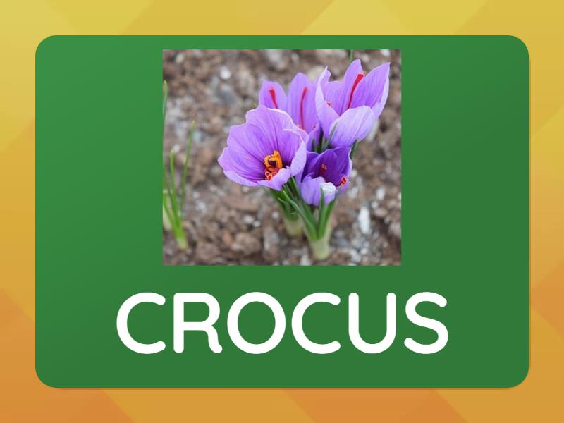 SPRING FLOWERS - Flash cards