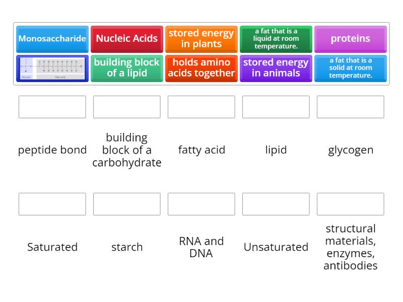 Biomolecules Review Lesson Randle HS - Match up