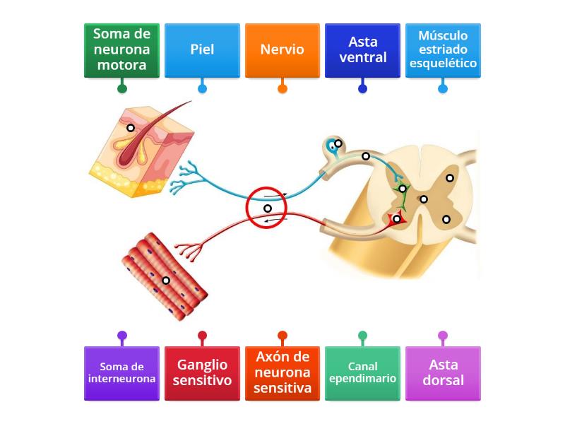 Arco reflejo - Labelled diagram