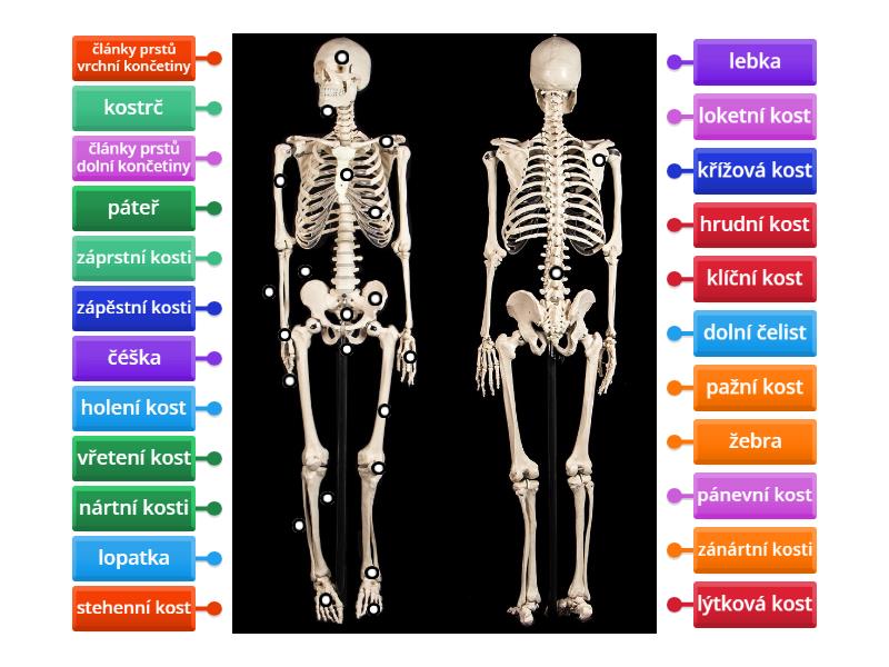 popis kostry - Diagrama con etiquetas
