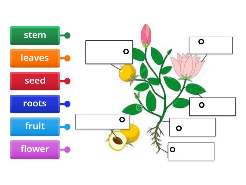 PARTS OF THE PLANT - Labelled diagram
