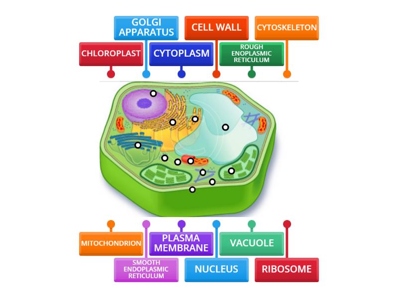 LABEL THE FOLLOWING ORGANELLES IN PLANT CELL - Labelled diagram