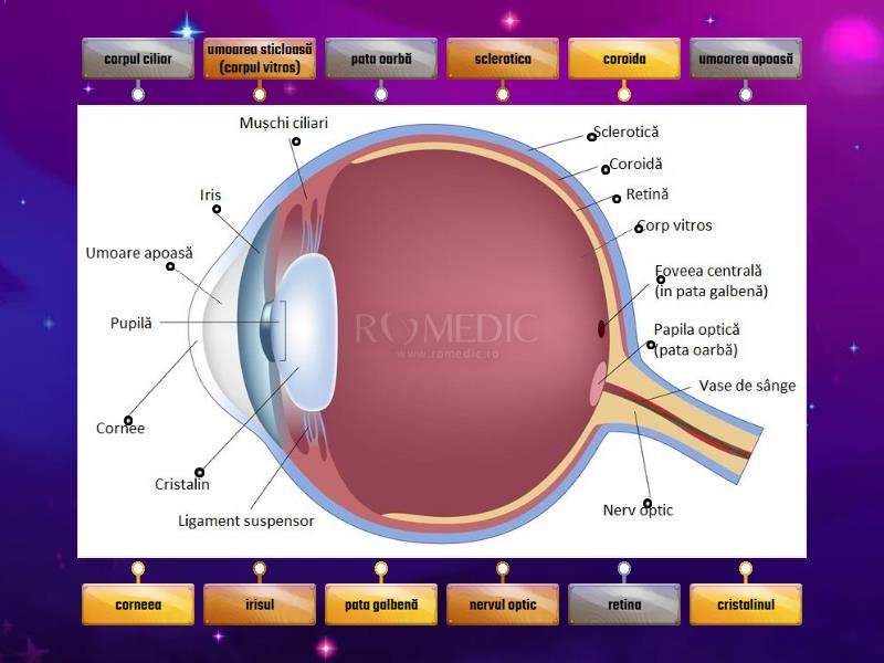 Ochiul Structura - Labelled diagram