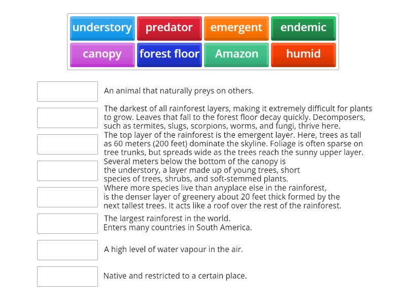Rainforest vocabulary - Match up