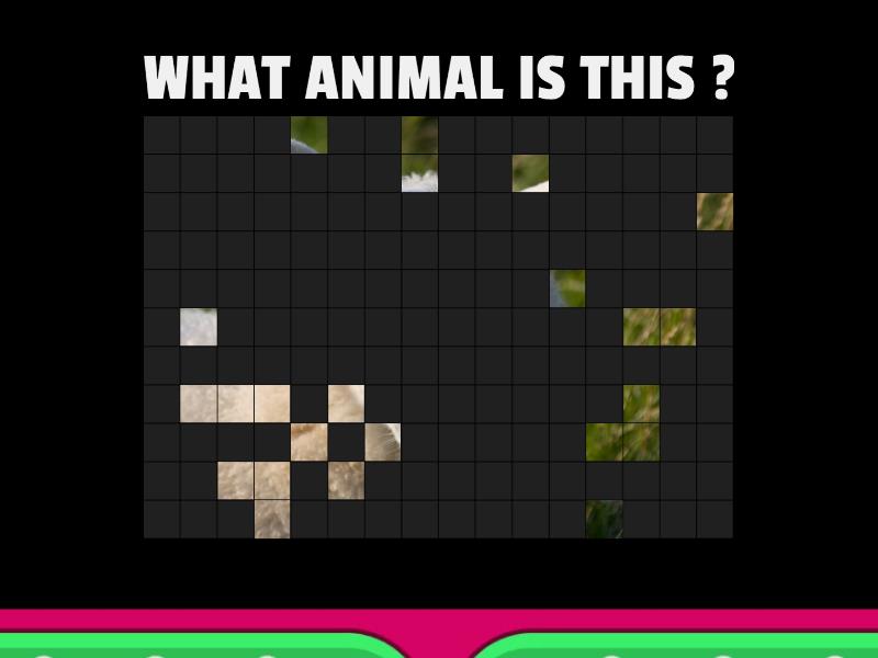 FIND THE ANIMAL - Acertijo visual