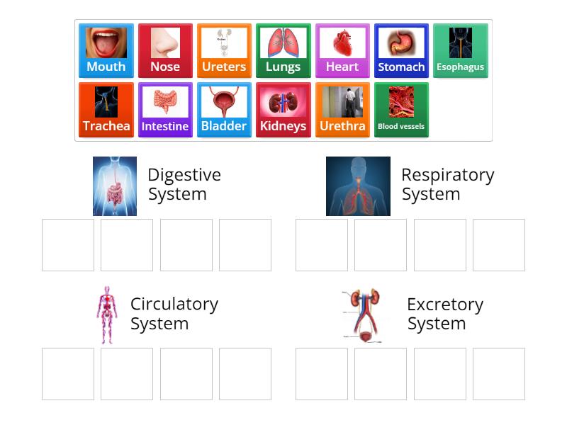 Body Systems organs - Group sort