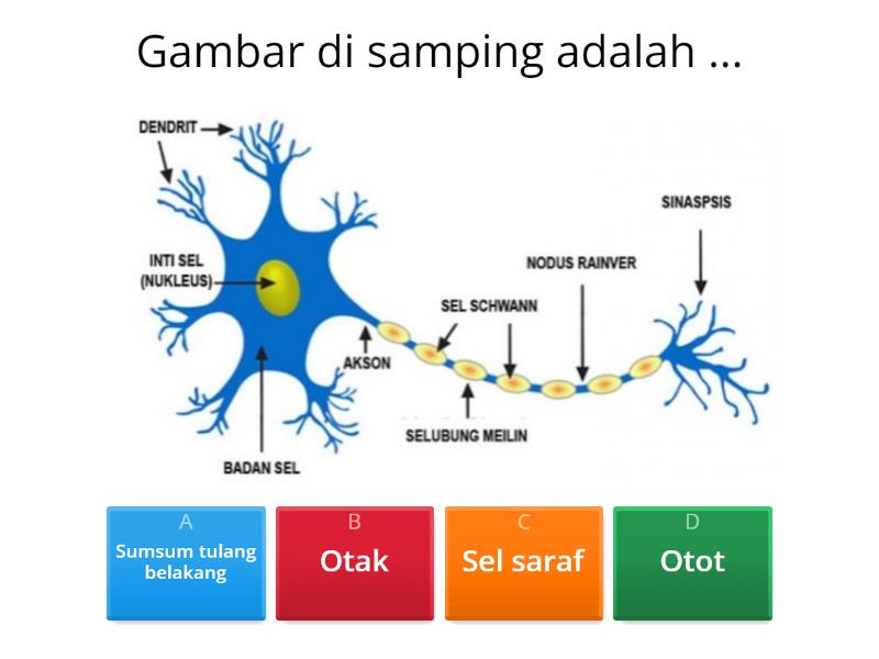 Sistem Saraf dan hubunhannya dengan Sistem Gerak - Quiz