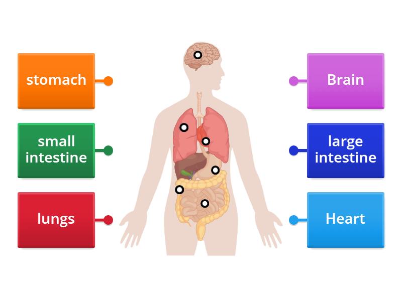 Labeling body organs - Labelled diagram