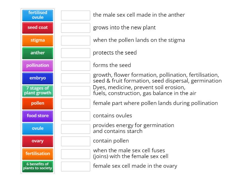 S2 Science Plants Glossary Part 1 - Match up