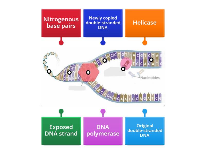 DNA Replication - Labelled diagram