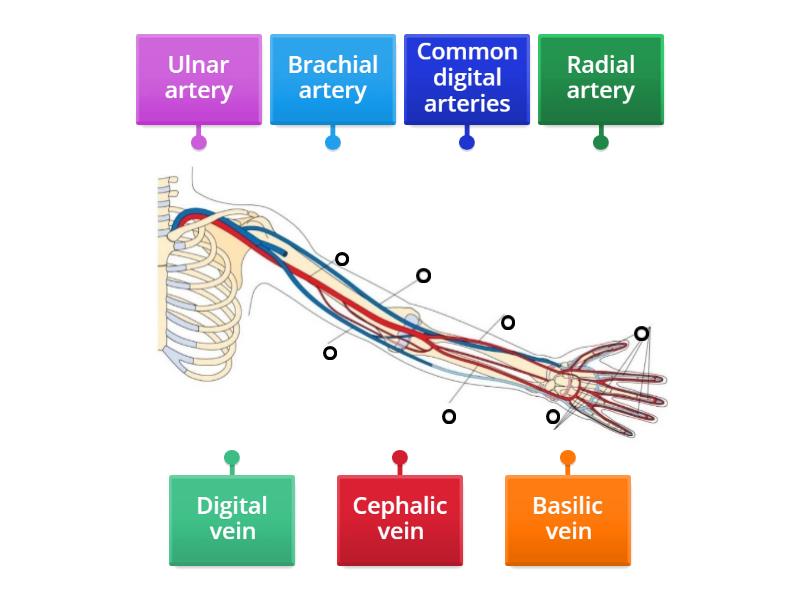 Veins and arteries of arm and hand - Labelled diagram